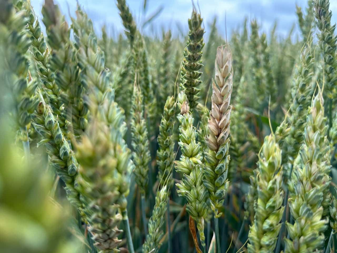 Wo Landwirte auf Ährenfusarium im blühenden Weizen achten müssen | top agrar