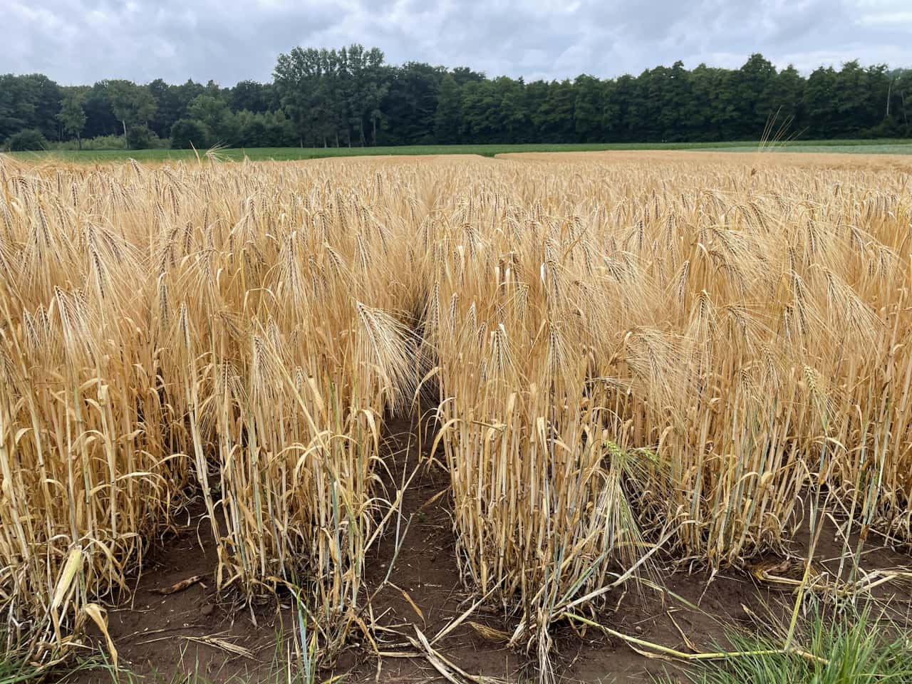 Vielfalt auf dem Acker: Was kann Controlled Row Farming? | top agrar