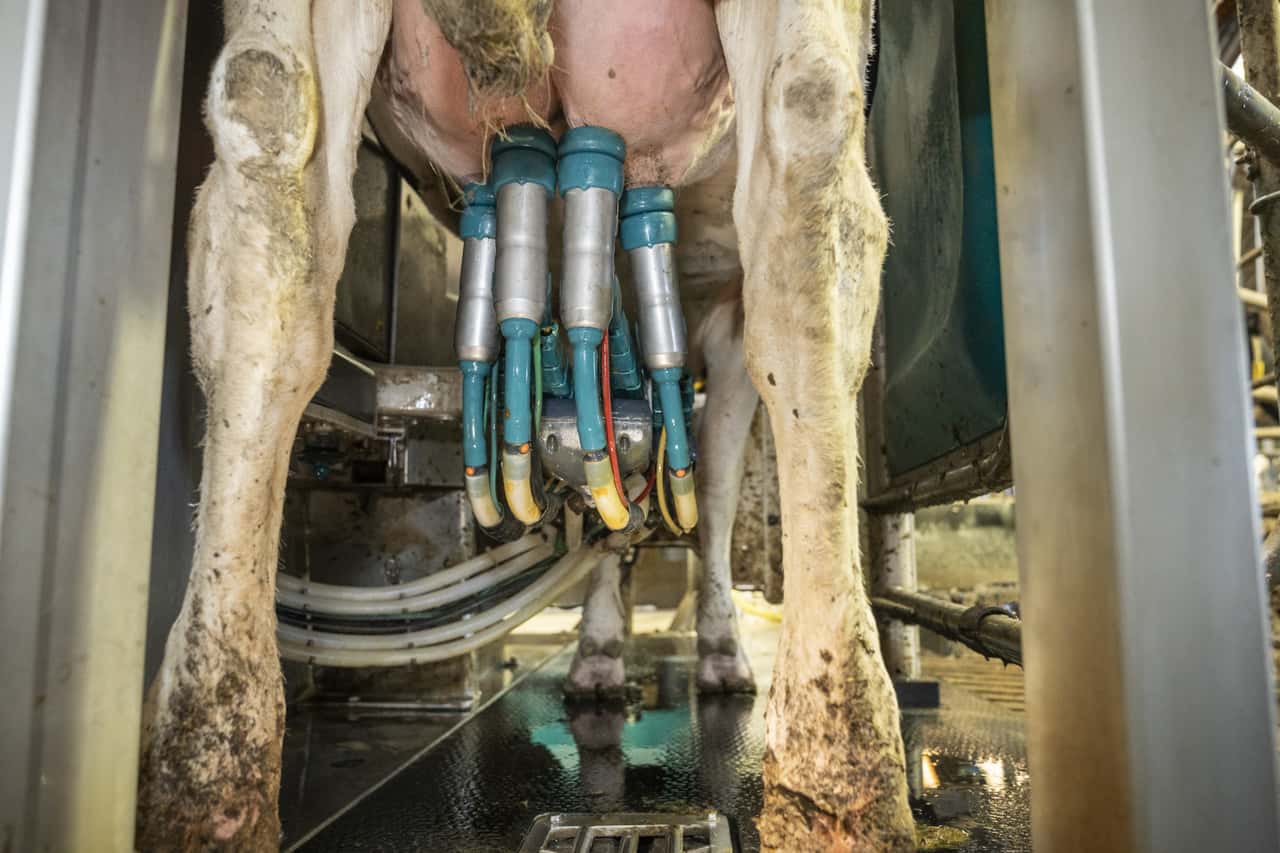 Ife Rohstoffwert Milch sinkt auf 48,7 Cent | top agrar