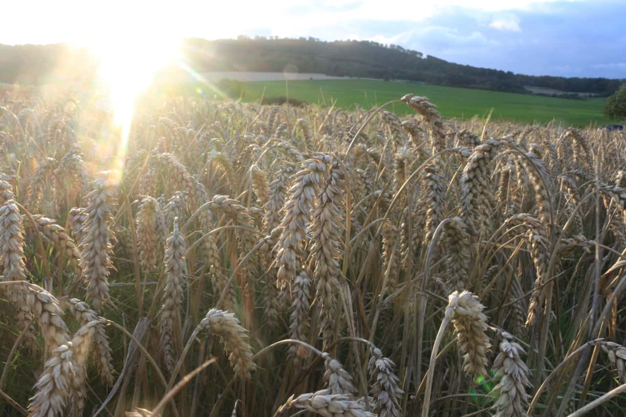 Regen bedroht Getreideernte: Landwirte fürchten um ihren Brotweizen ...
