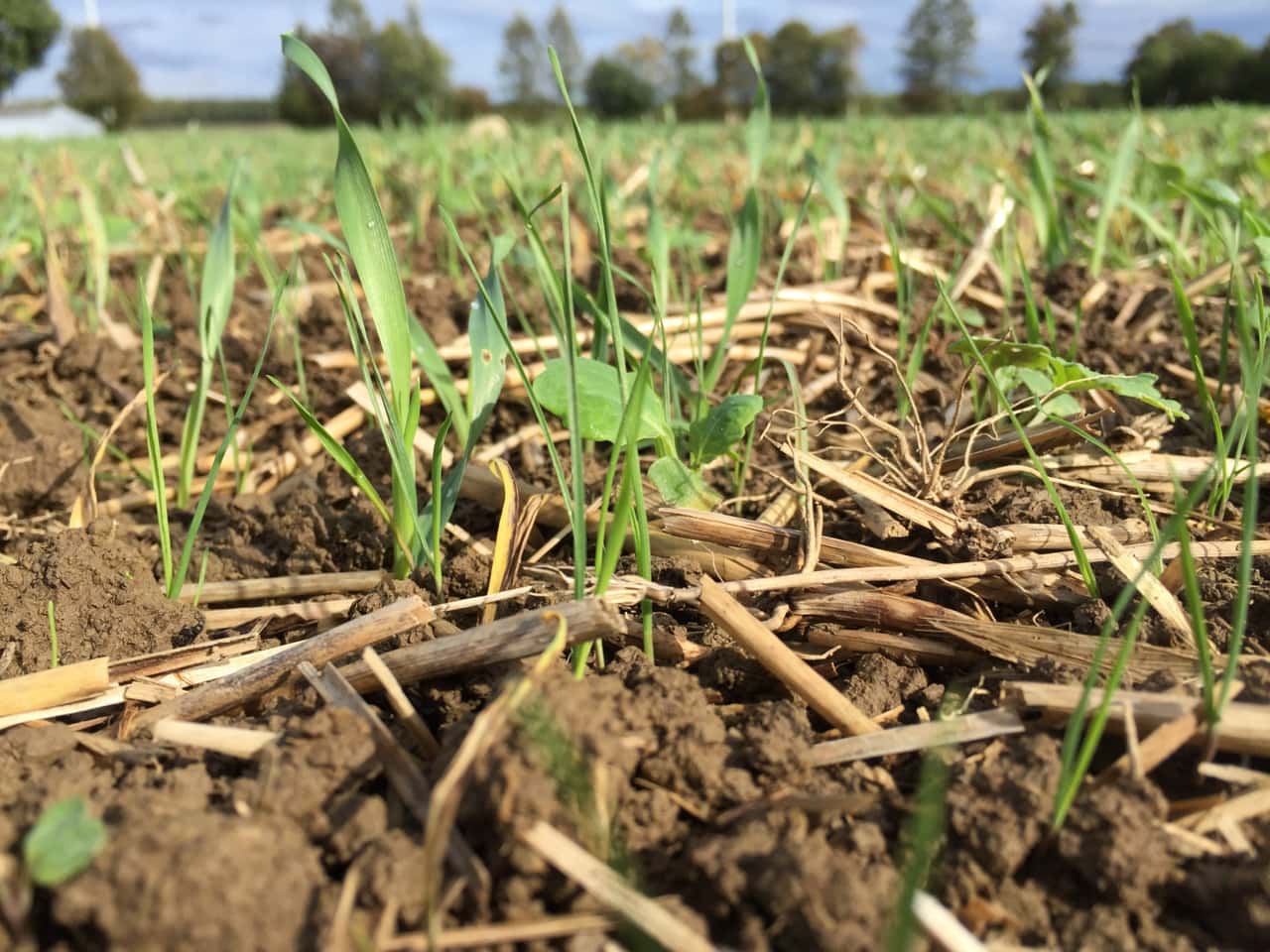 Raps: Herbizide im Nachauflauf richtig timen | top agrar