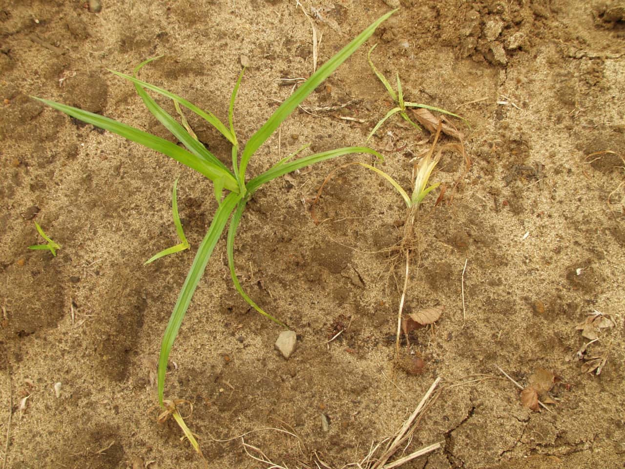 Erdmandelgras: Verschleppung bei der Ernte verhindern | top agrar