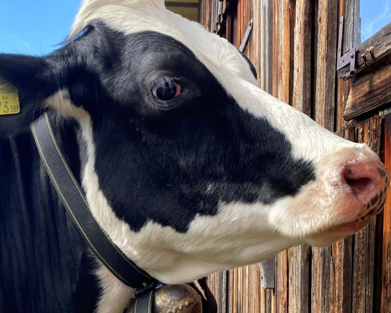 Blauzungenkrankheit breitet sich rasant in Österreich aus | top agrar