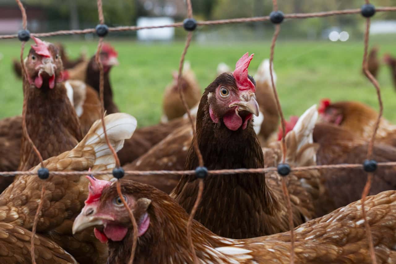 Wie werden Legehennen in Deutschland gehalten? | top agrar