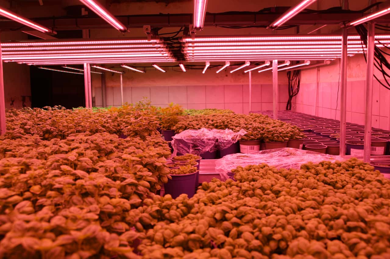 Salat im Schweinestall: Landwirte besichtigen Indoor-Farm | top agrar