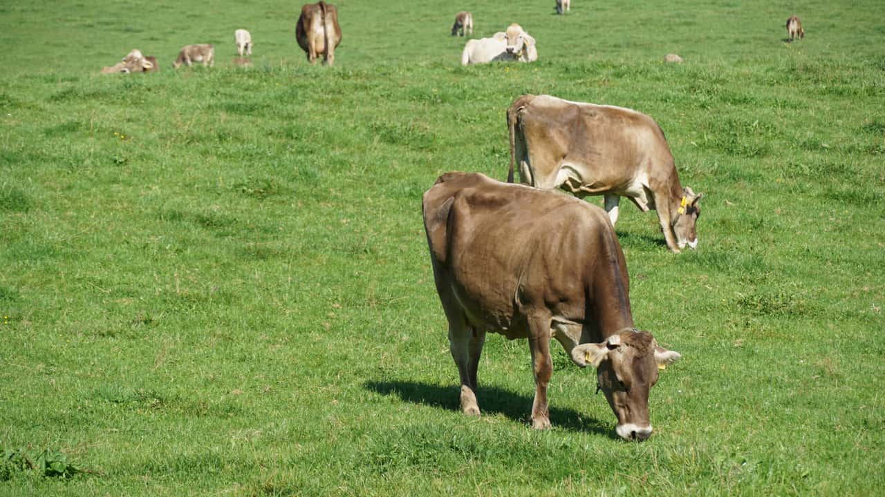 Bio-Milchpreise Januar 2026: Rekord-Preisabstand von 26 ct/kg zu ...