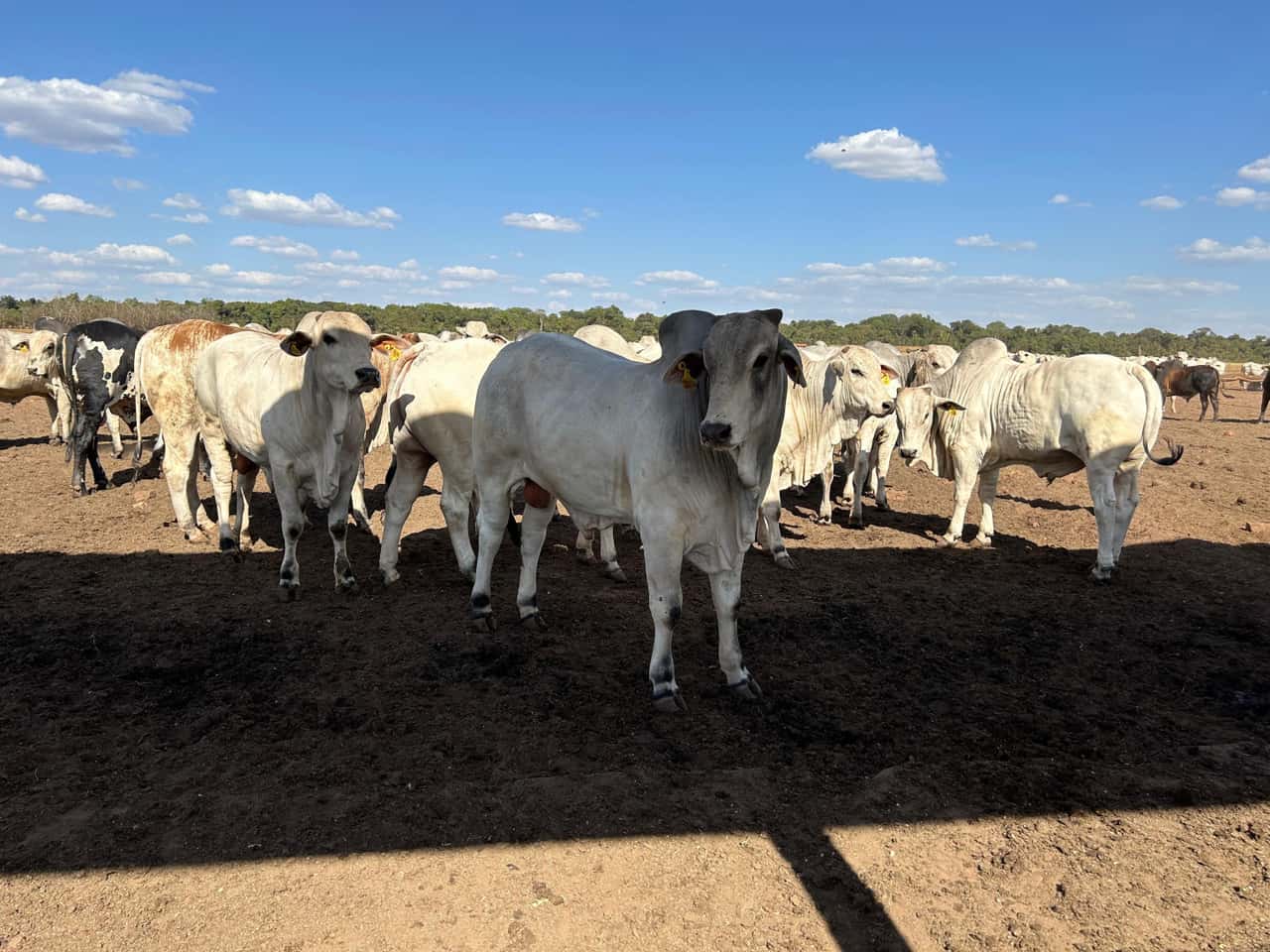 Nach Mercosur-Start: Brasiliens Rindfleisch im EU-Visier – Importsperre ...