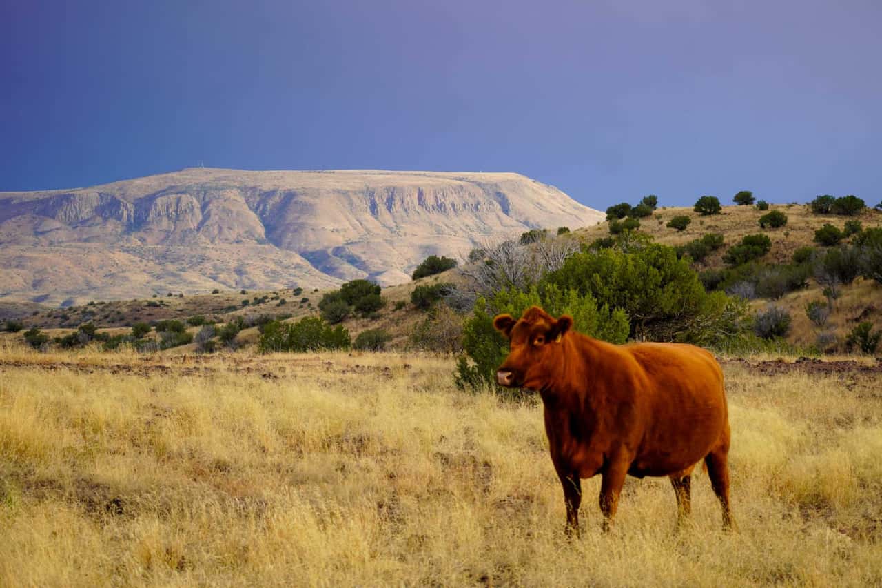 Riesige Nachfrage beim Verkauf einer 11.000 ha-Ranch in Texas | top agrar