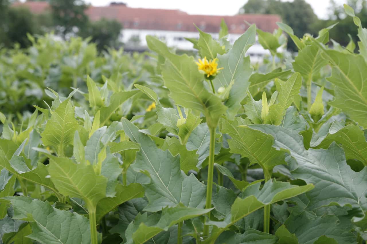 Nawaro-Anbau 2025: Fläche sinkt leicht, Biogas bleibt wichtigster ...
