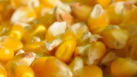 Syngenta schließt Übernahme von Nidera Seeds ab | top agrar