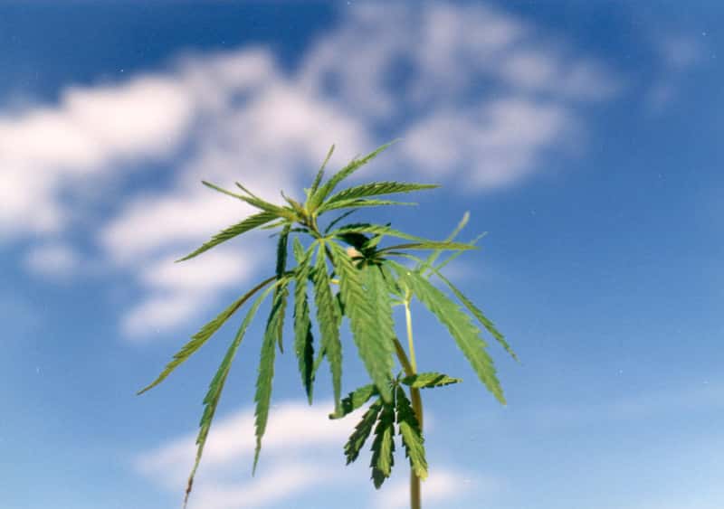 Hanfanbau als neues Geschäftsfeld? | top agrar