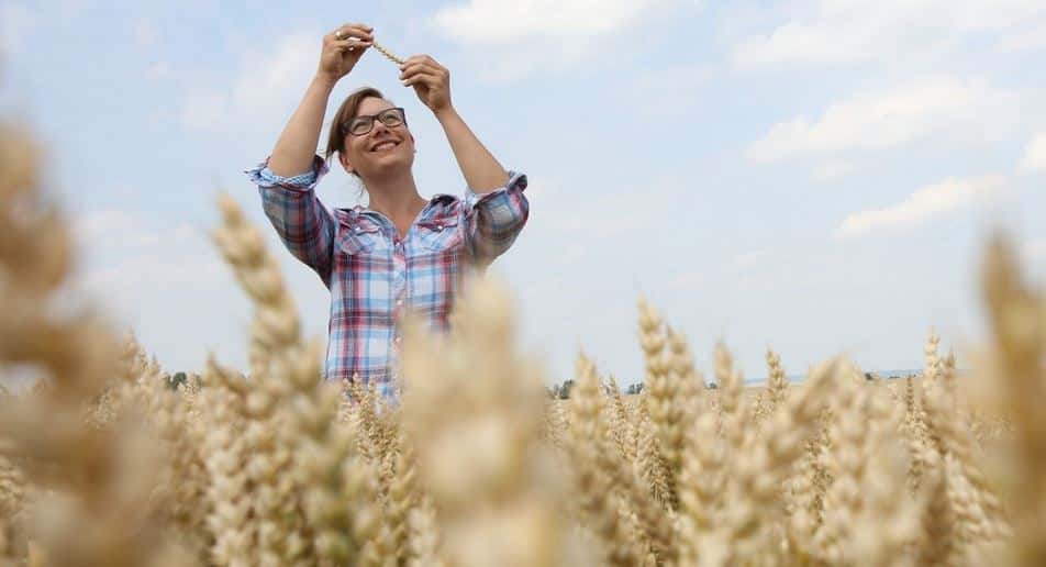 Drei neue Weizensorten von Strube Research zugelassen | top agrar