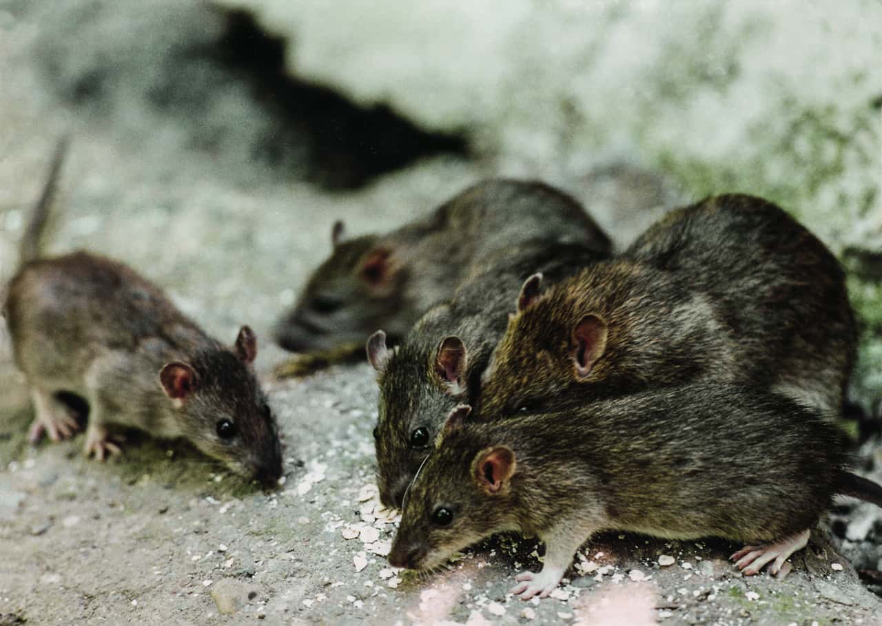 11 goldene Tipps, um Ratten und Mäuse loszuwerden | top agrar