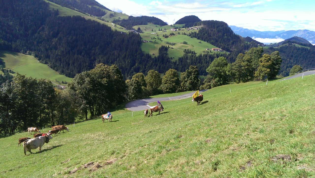 Weidewirtschaft mit virtuellen Zäunen | top agrar