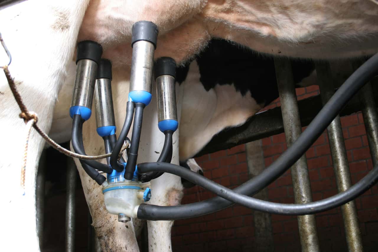 Streptococcus uberis ist Mastitiserreger Nummer eins | top agrar