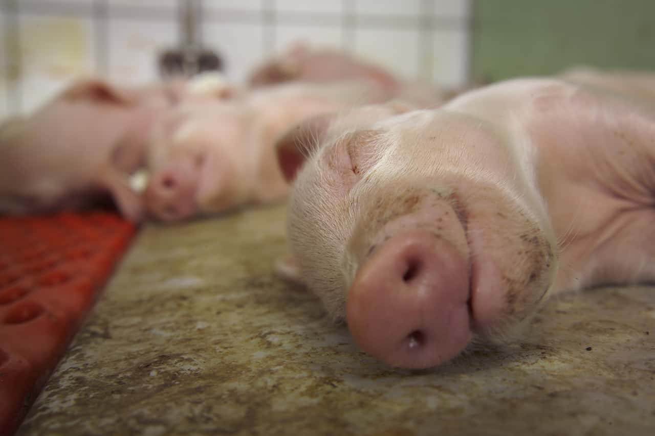 Injektionsnarkose – nur eine Nischenlösung | top agrar