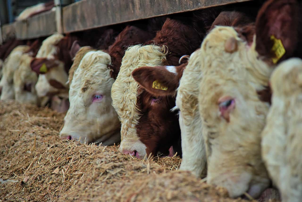 Der schwere Bulle bringts | top agrar online