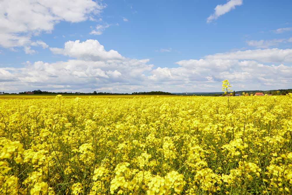 Raps: Aufwind durch attraktive Preise und ertragsstabile Sorten | top agrar