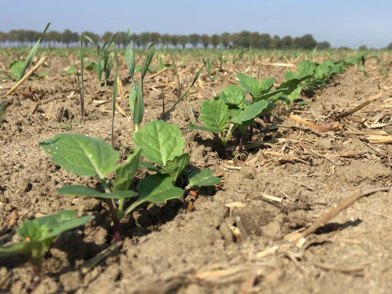 Raps: Kluge Strategien für saubere Bestände | top agrar online