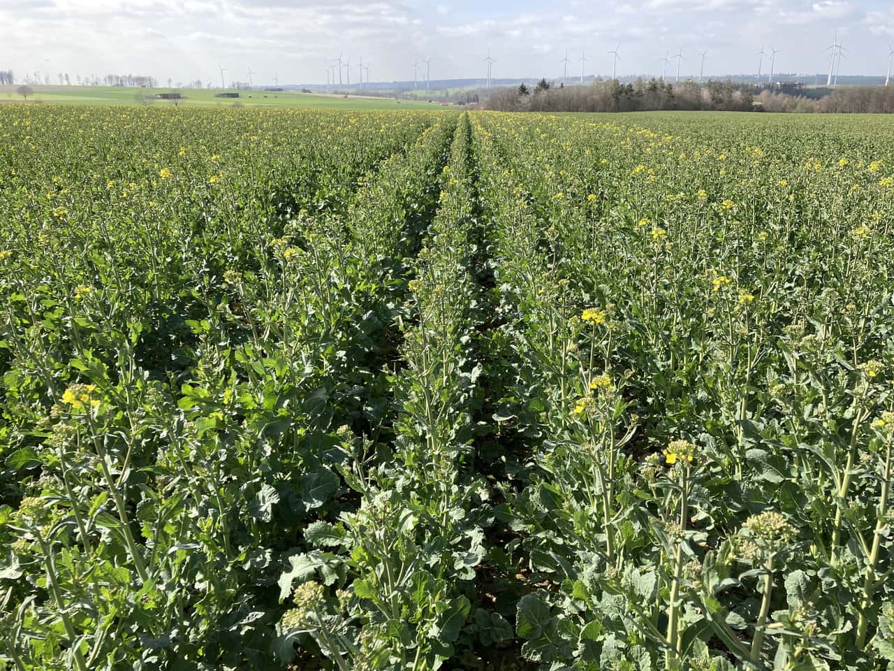 Raps: Kluge Strategien für saubere Bestände | top agrar online