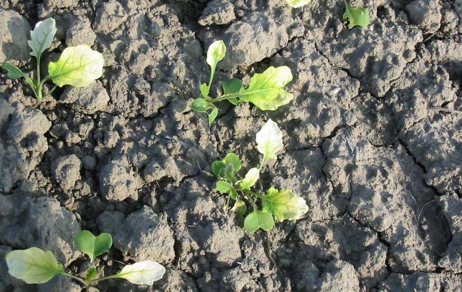 Mehr als 6 Mio. ha Winterraps in Europas Top-10-Anbauländern | top agrar