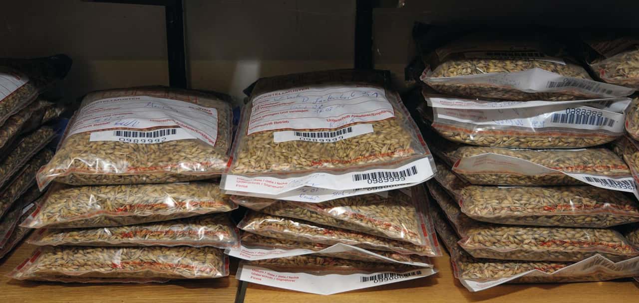 Abrechnung für Getreide und Raps: Landwirte sollten genau prüfen | top ...