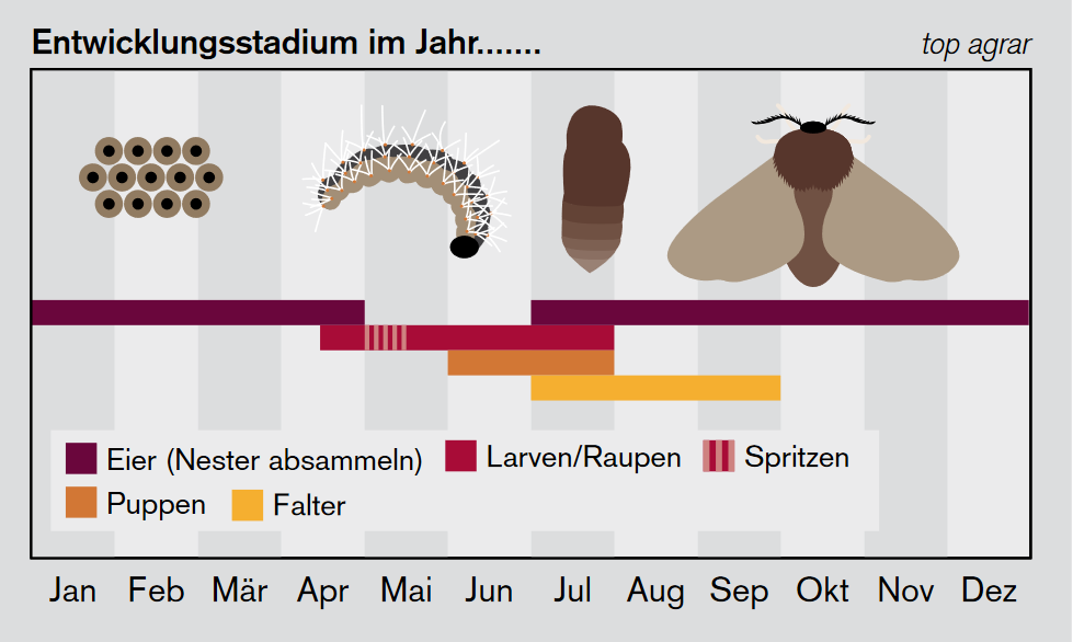 Tipps: So bekämpfen Sie den Eichenprozessionsspinner | top agrar online