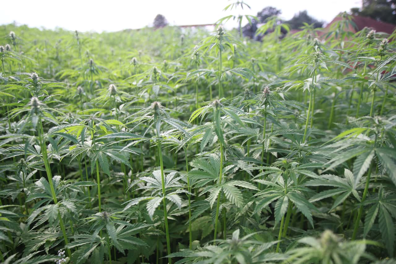 Der Hanf-Hype: Eine vielseitige Nutzpflanze | top agrar