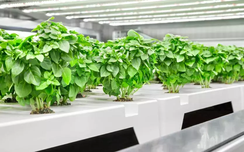 Vertical Farming Start-up Infarm entlässt 500 Mitarbeiter | top agrar