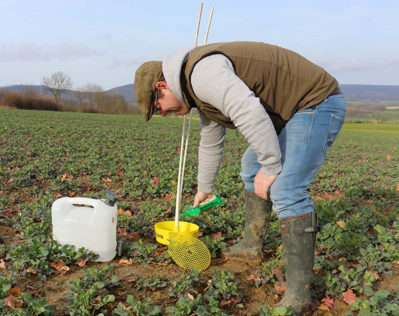 Pflanzenschutz: Mildes Wetter lockt Rapsschädlinge | top agrar
