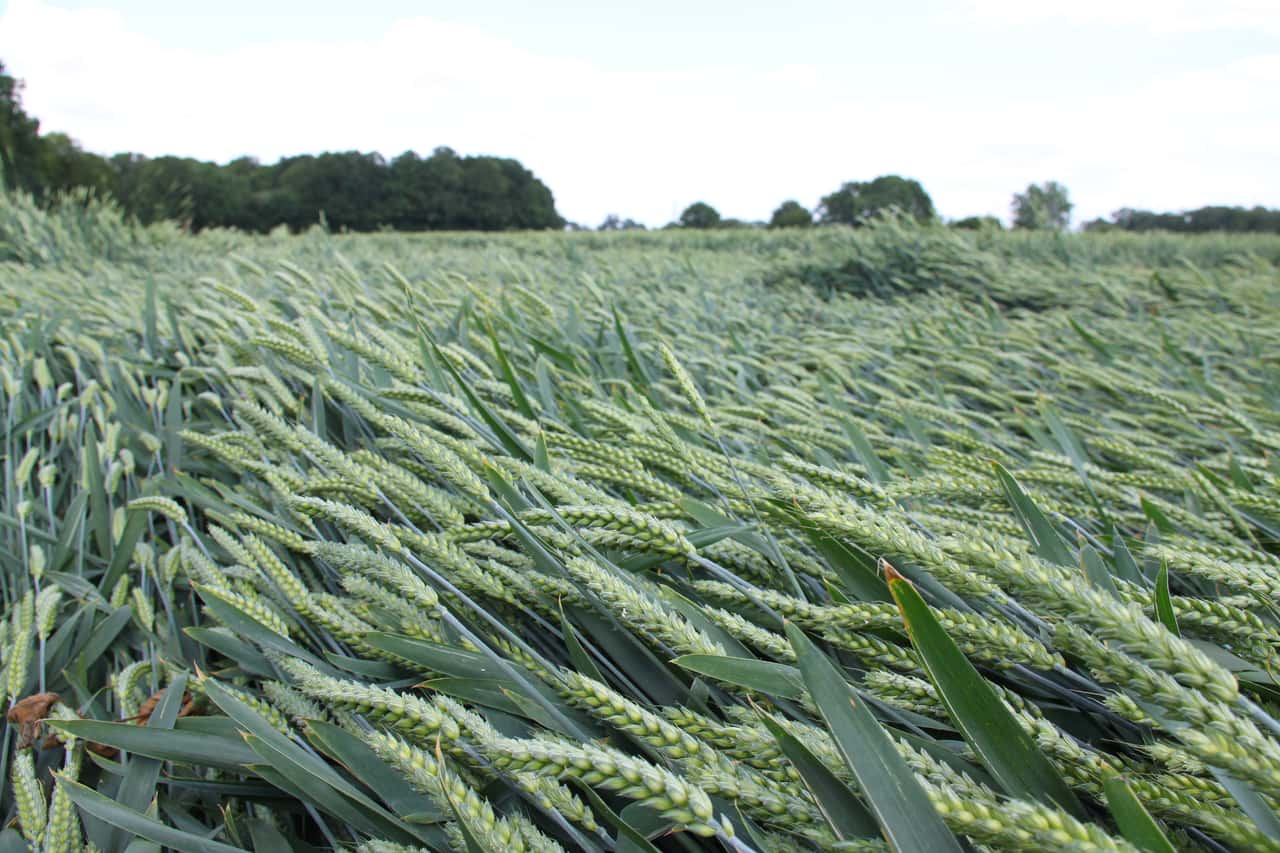 Wachstumsregler richtig anwenden: Experte gibt Tipps zum Einkürzen von Wintergetreide | top agrar