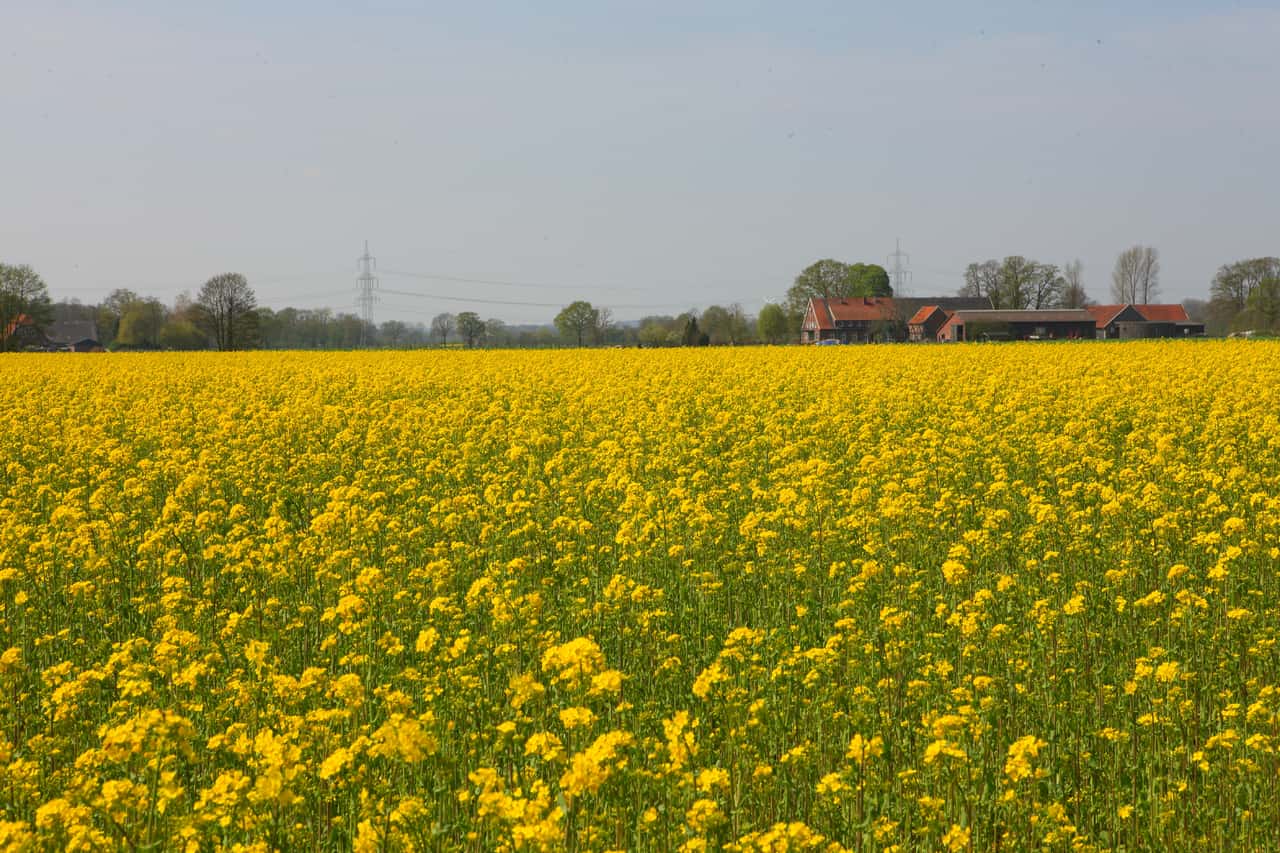 Nach "Wissen vor Acht"-Sendung: Monokultur oder Fruchtfolge – was steht ...