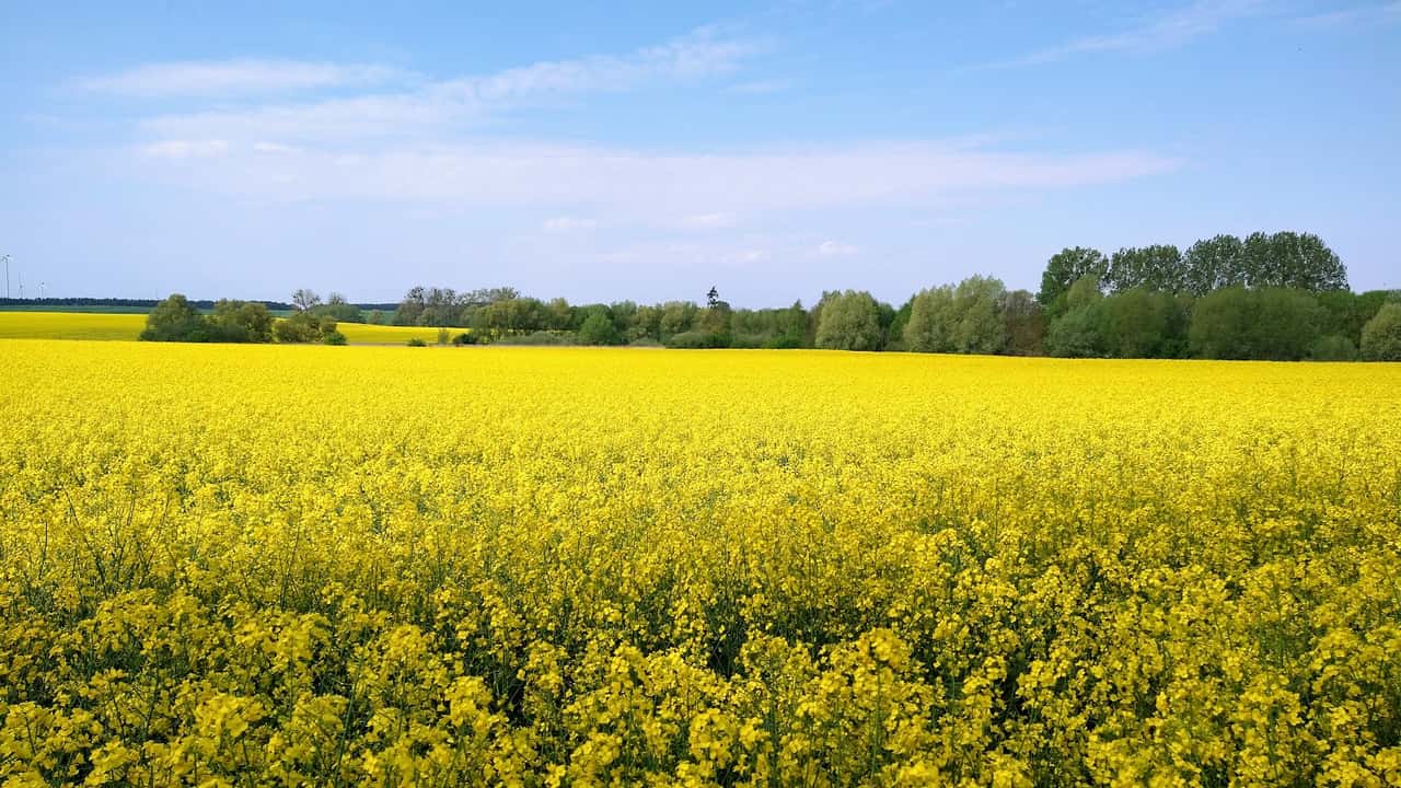 So schön blüht der Raps der Landwirte. Schicken Sie uns Ihre Bilder ...