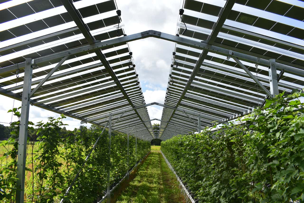 „Fruitvoltaic“ mit Himbeeren: BayWa r.e. baut Europas größte Agri-PV-Anlage