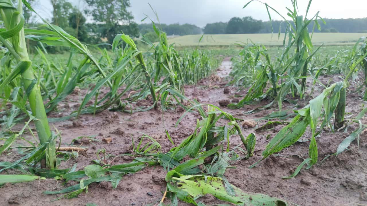 Wie die Ernte gegen Hagel, Sturm, Starkregen und Dürre versichert ...