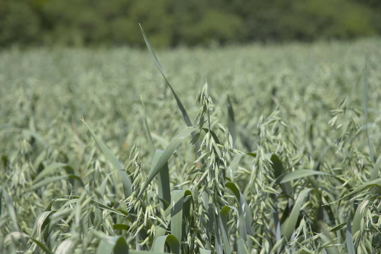 Hafer im Fokus: Sechs Konzepte für Landwirte rund um die Getreidesorte ...