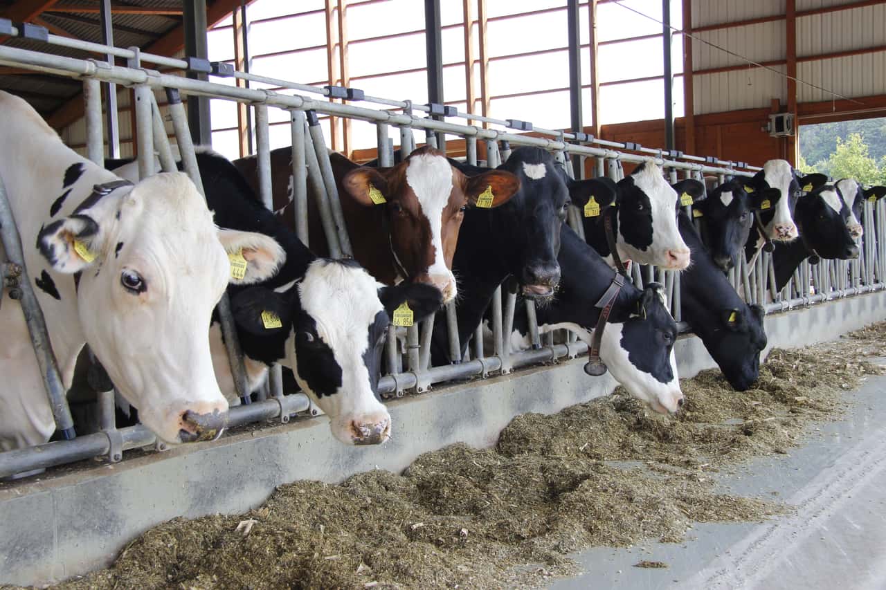 Kuhhalter: Jetzt Nutzungsart in HIT-TAM-Datenbank angeben! | top agrar