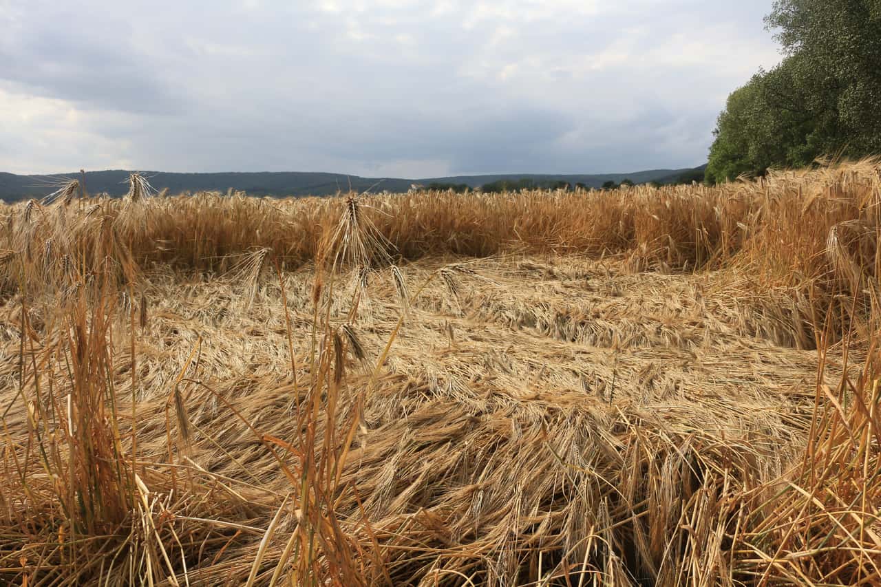 Weniger Ernteverluste: Lagergetreide richtig dreschen | top agrar online