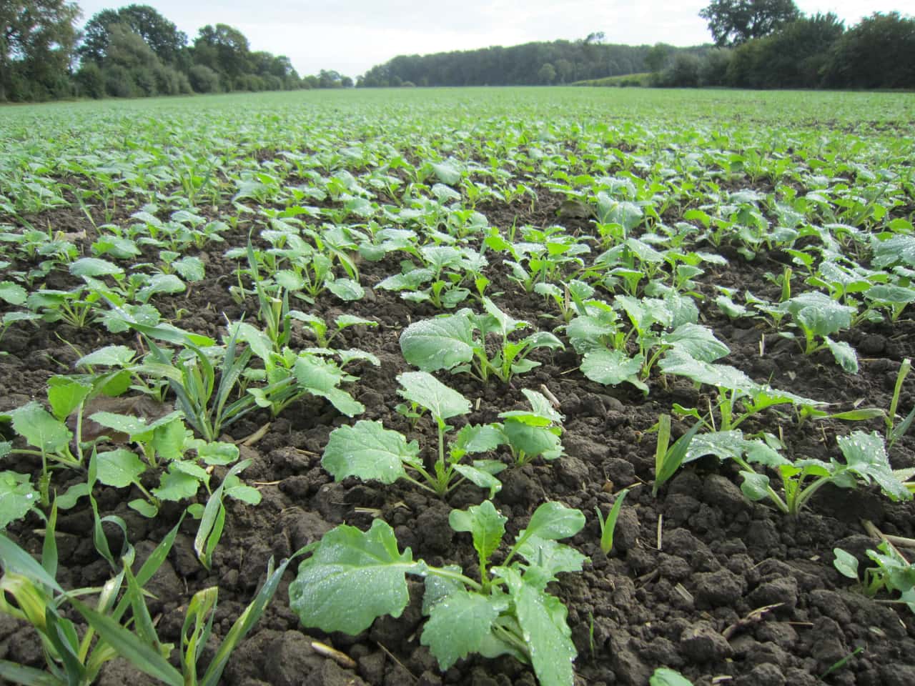 Herbizidempfehlung: So halten Sie Ihren Raps sauber | top agrar