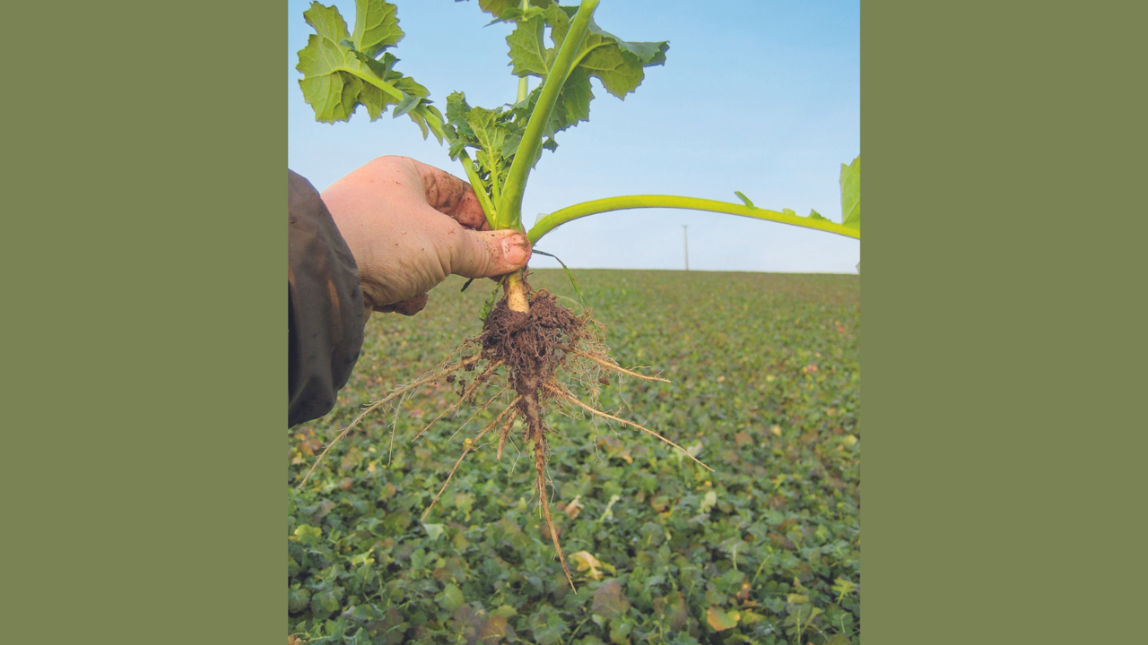 Gut Wurzeln, mehr Ertrag: Worauf Landwirte bei der Bodenbearbeitung vor ...