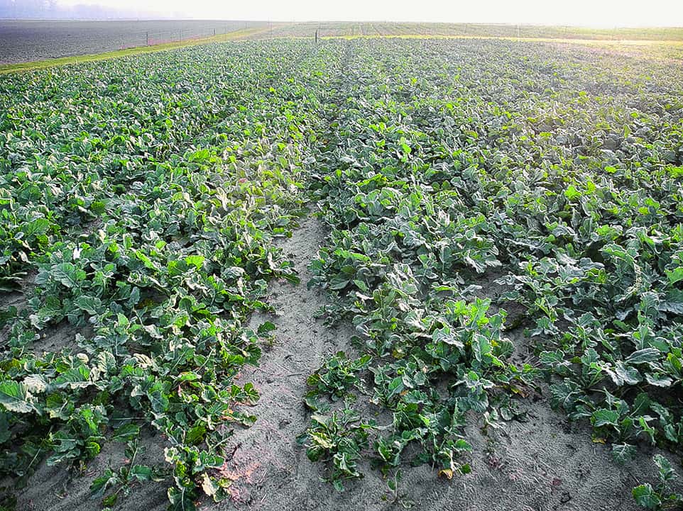 Raps früh in Einzelkornsaat säen bringt oft höhere Erträge