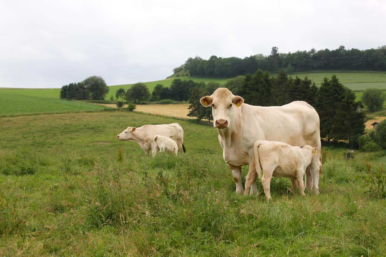 Mit diesen sechs Tipps weiden Ihre Rinder zufrieden auf der Weide | top ...