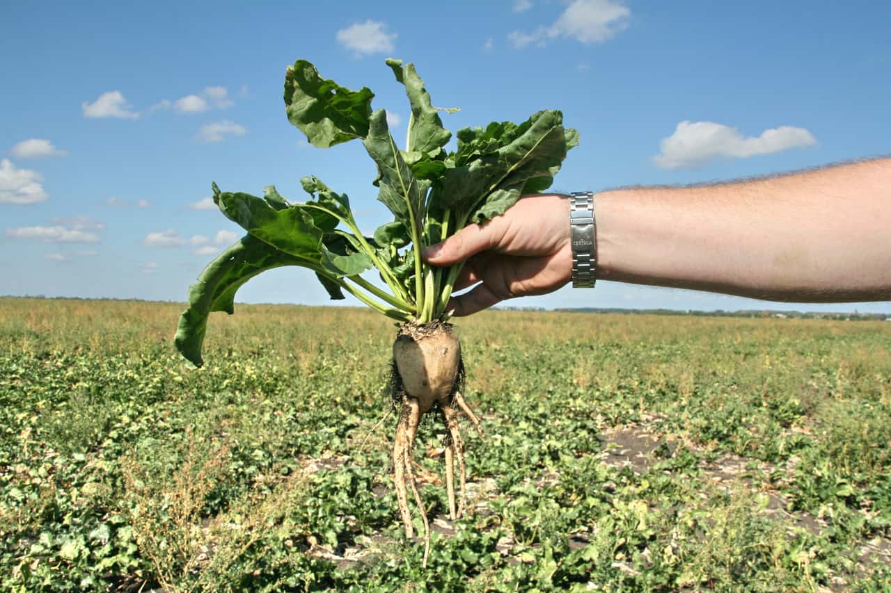 Strategie zur Stoppelbearbeitung: Tipps zur Bodenbearbeitung