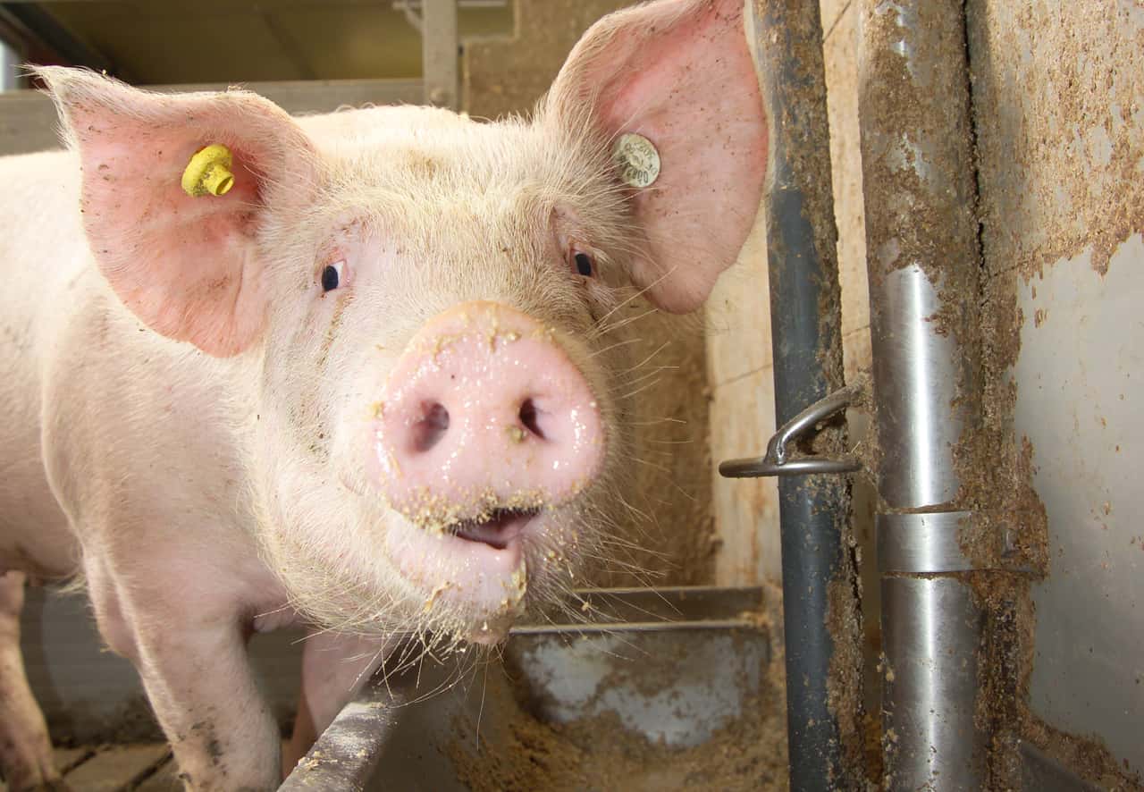 Schweine passgenau flüssig füttern | top agrar