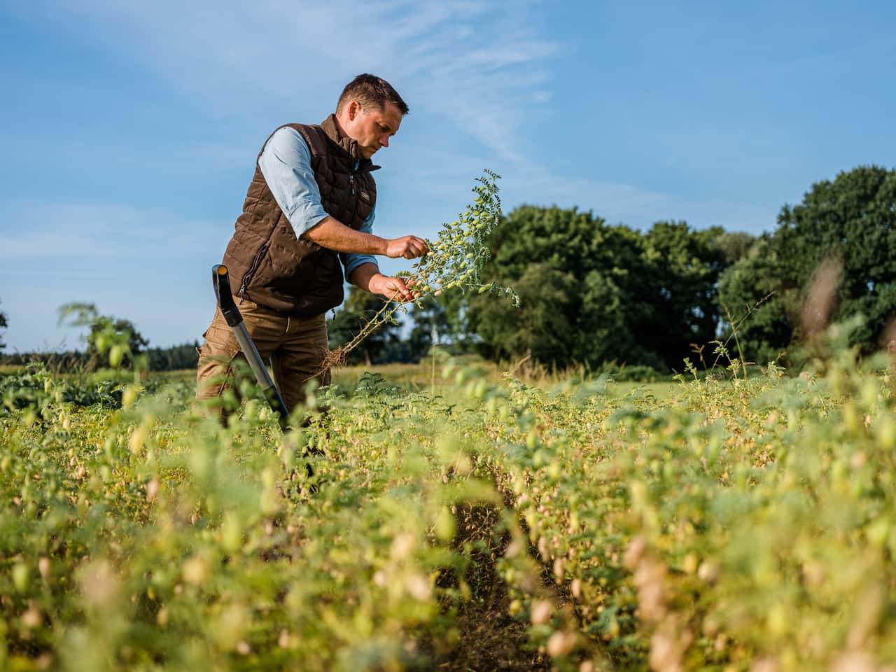 EZ haehnlein verfüttert eigenes Soja- und Sonnenblumenfutter an Hennen ...