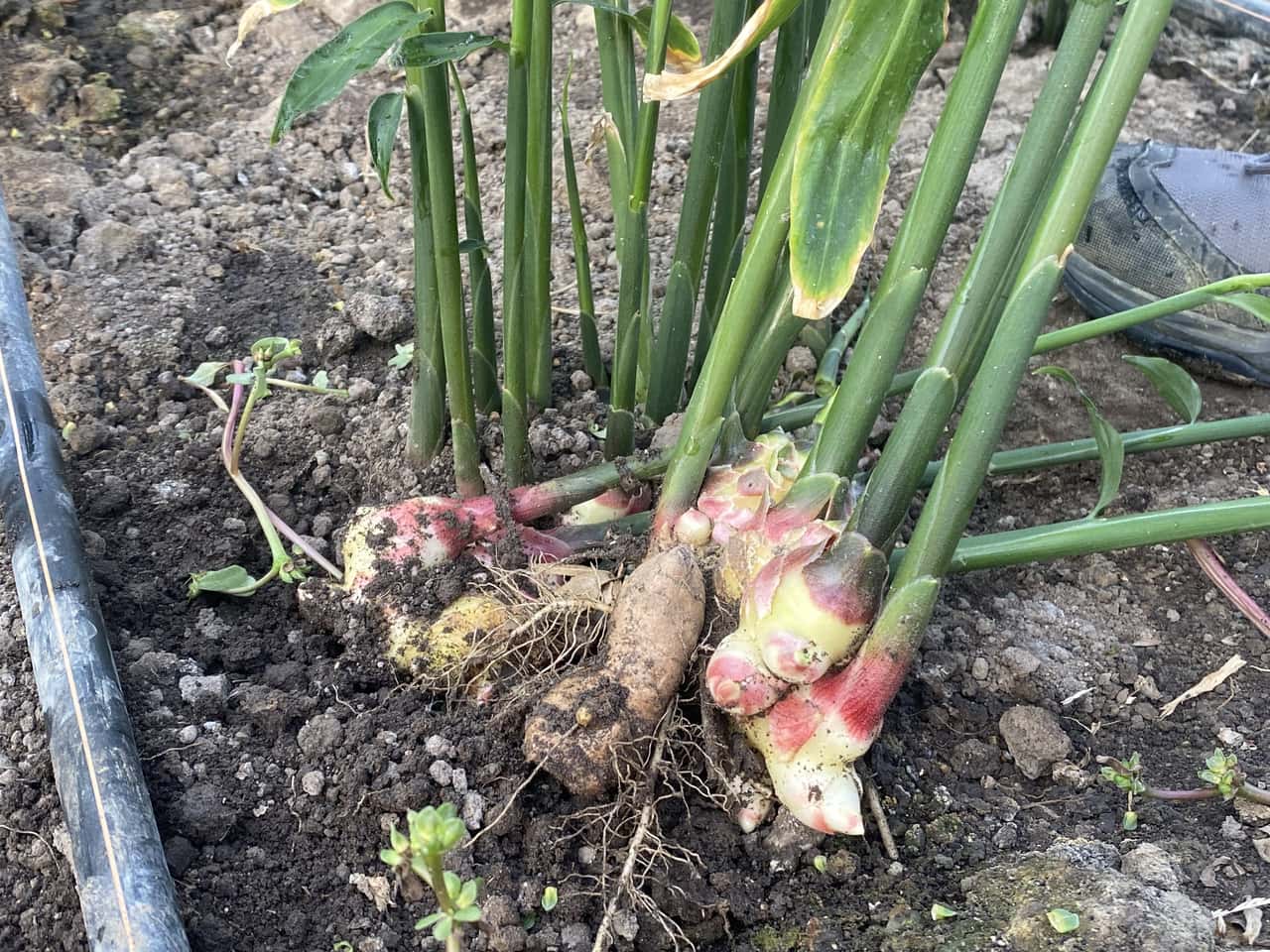 Ingwer-Anbau: Erfahrungen einer Schweizer Landwirtsfamilie