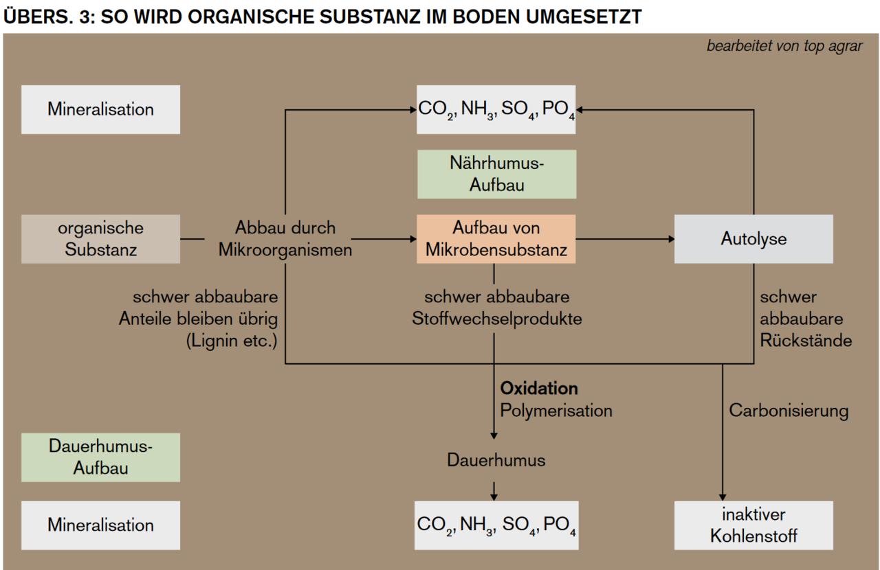 Ratgeber: Alles was Landwirte zum Humus im Boden wissen müssen
