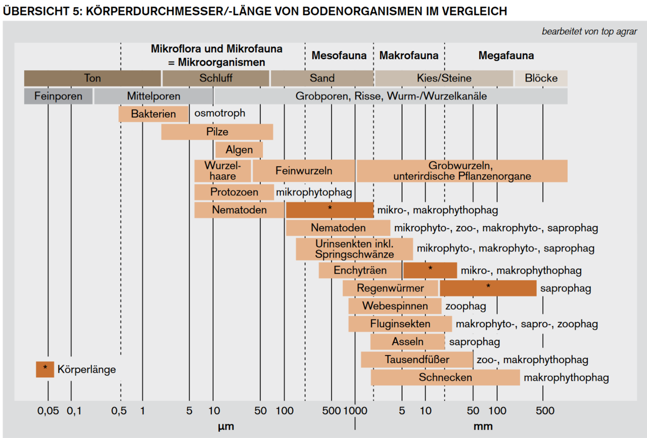 Ratgeber: Alles was Landwirte zum Humus im Boden wissen müssen