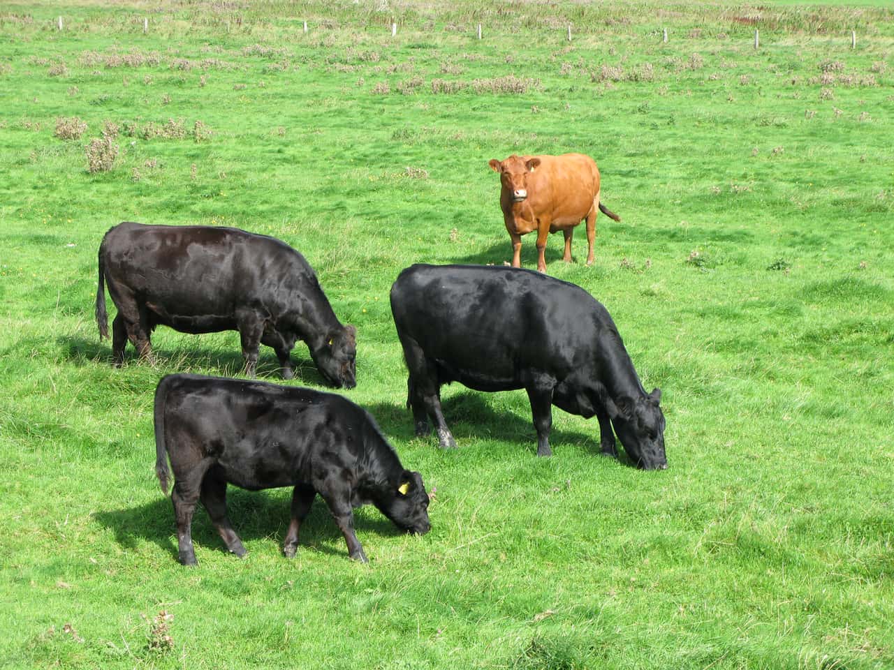 Tierische Lebensmittel – Standortvorteil Deutschland? | top agrar