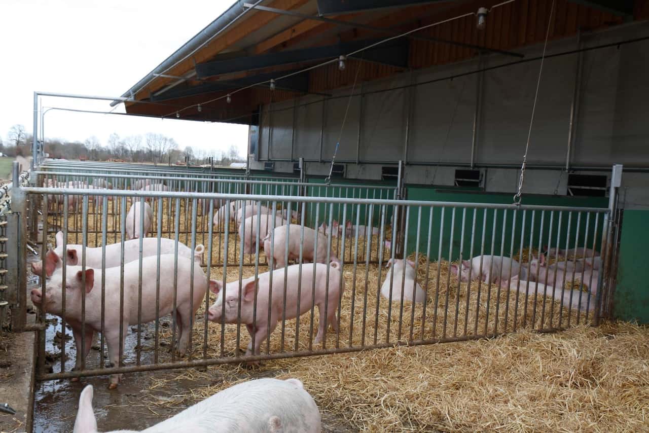NRW: Baugenehmigungspflicht für Ausläufe für Nutztiere entfällt – Einfach loslegen? | top agrar